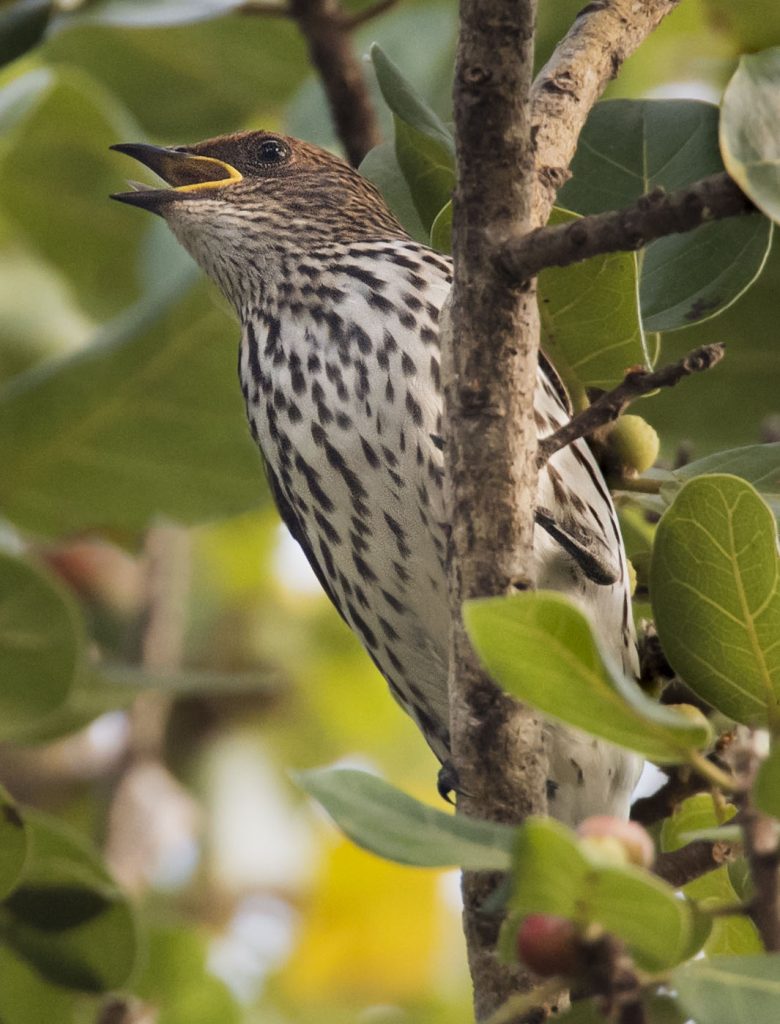 Violet-backed Starling - Owen Deutsch Photography