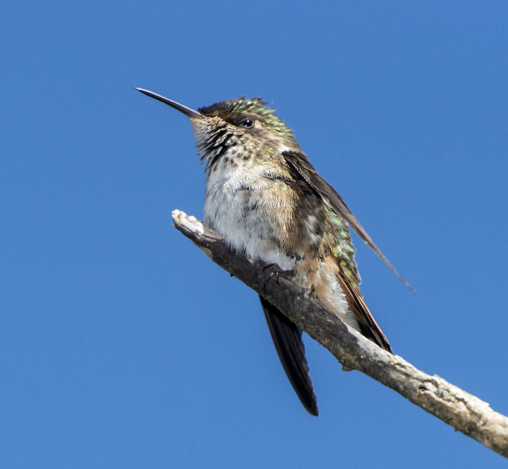 Volcano Hummingbird - Owen Deutsch Photography