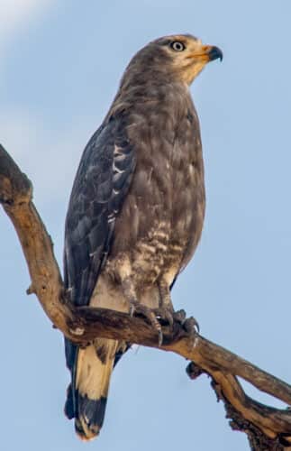 Banded Snake-Eagle - Owen Deutsch Photography