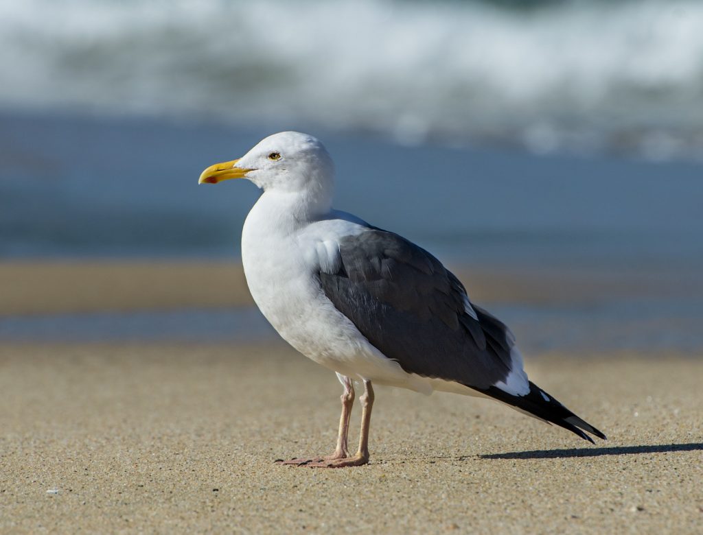 Western Gull - Owen Deutsch Photography