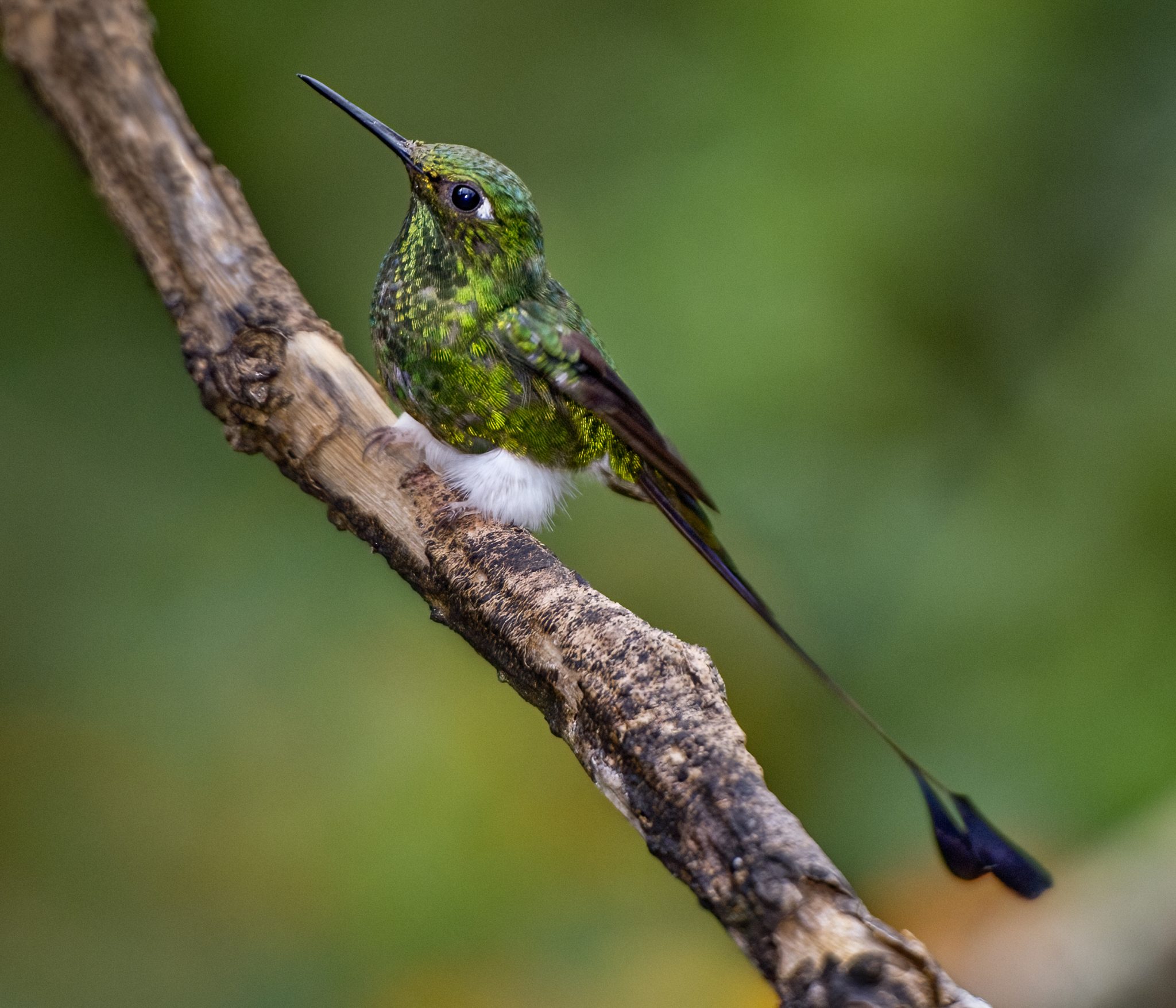 White-booted Racket-tail - Owen Deutsch Photography
