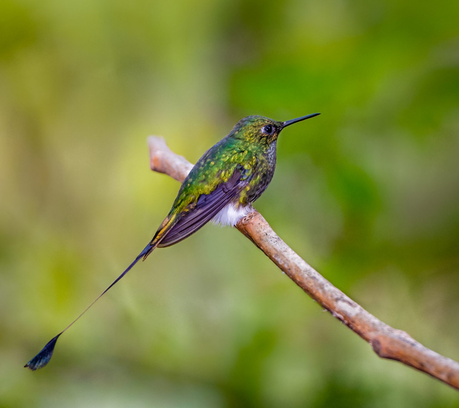 White-booted Racket-tail - Owen Deutsch Photography