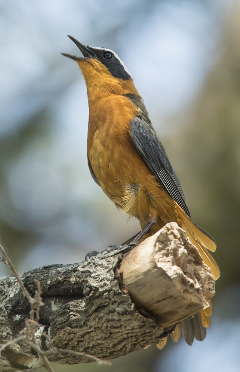 White-browed Robin-chat - Owen Deutsch Photography