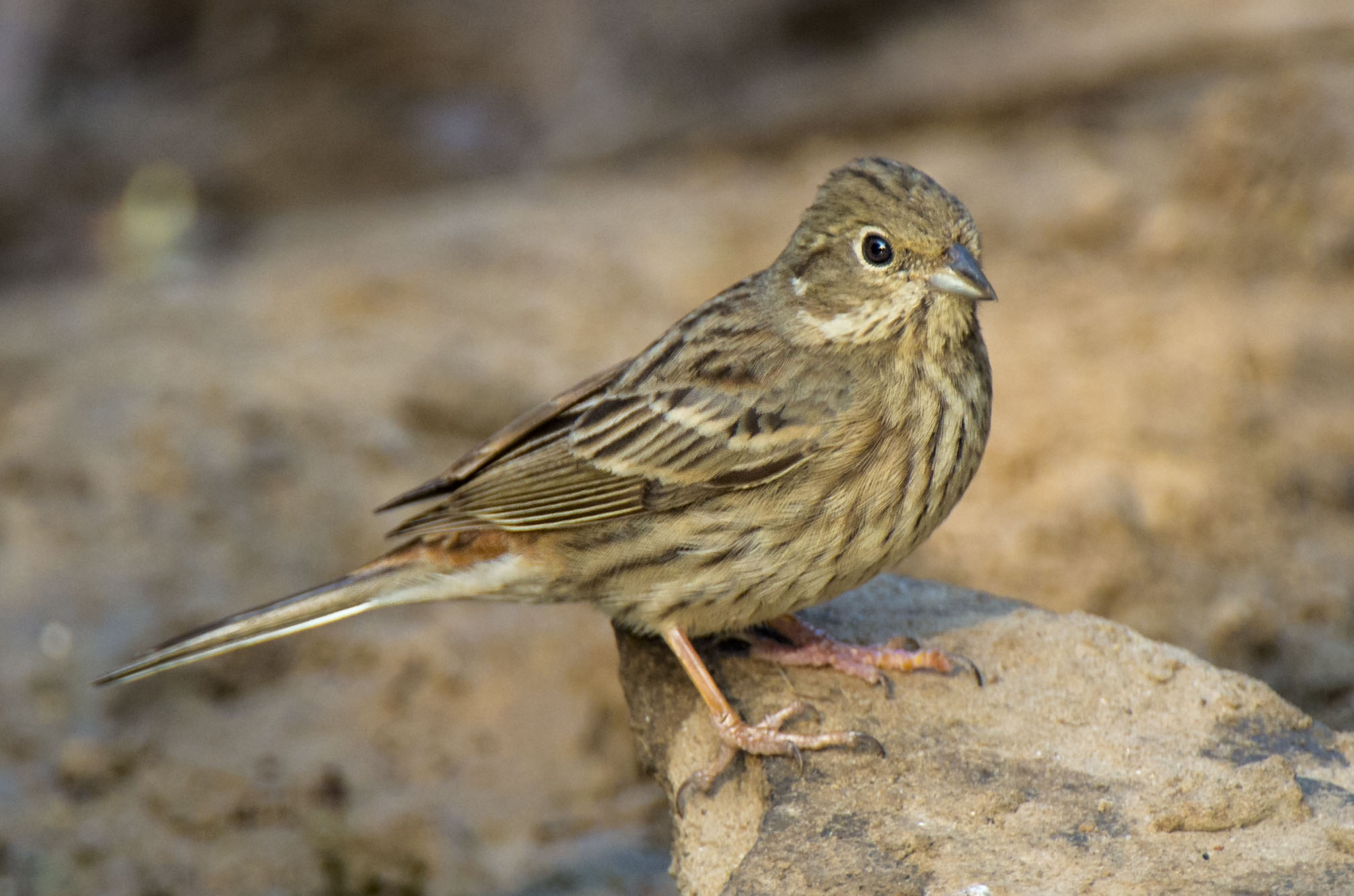 White-capped Bunting - Owen Deutsch Photography
