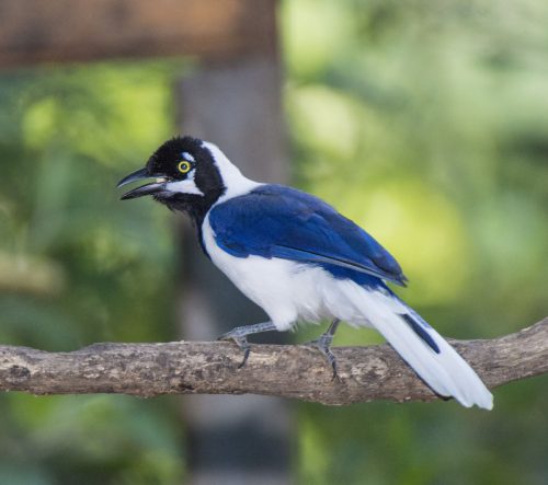 White-tailed Jay - Owen Deutsch Photography