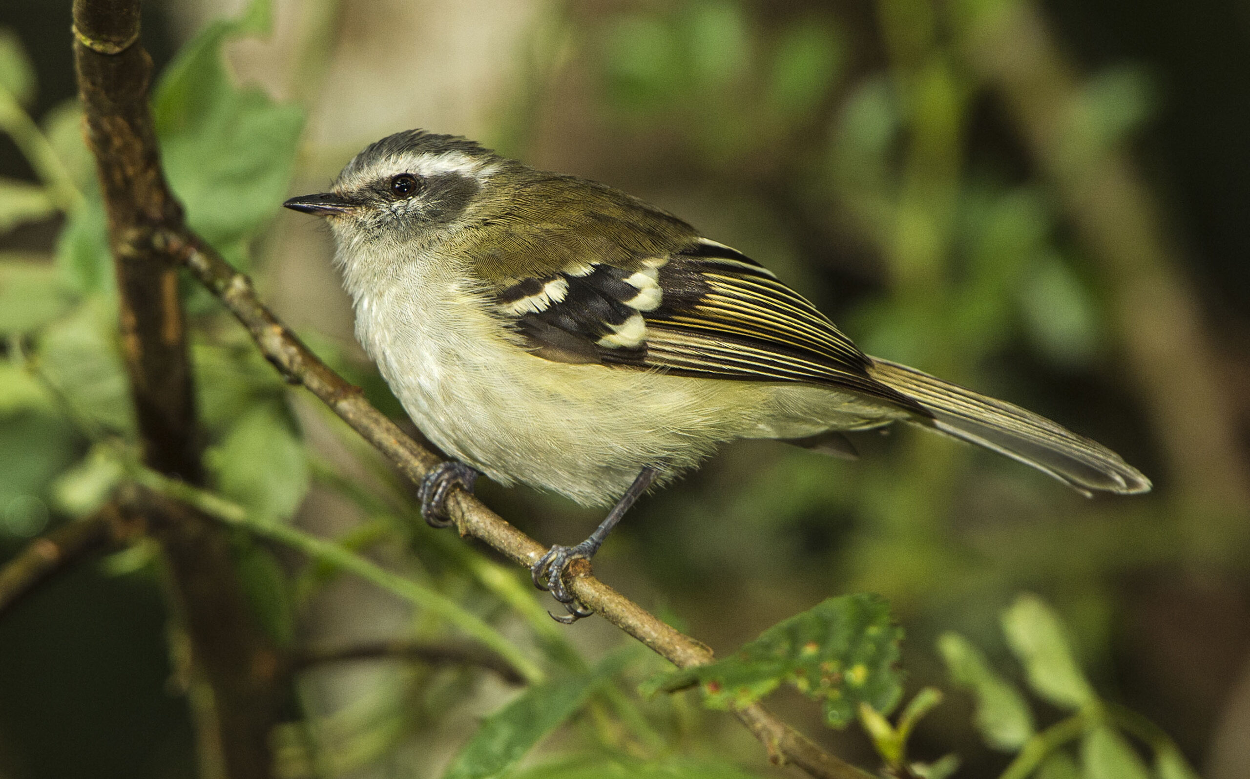 White-banded Tyrannulet - Owen Deutsch Photography