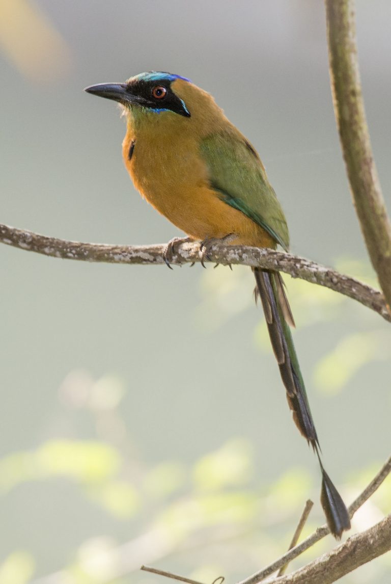 Whooping Motmot - Owen Deutsch Photography