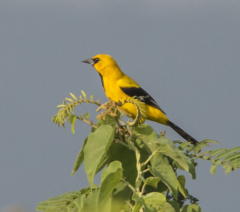 Yellow Oriole - Owen Deutsch Photography