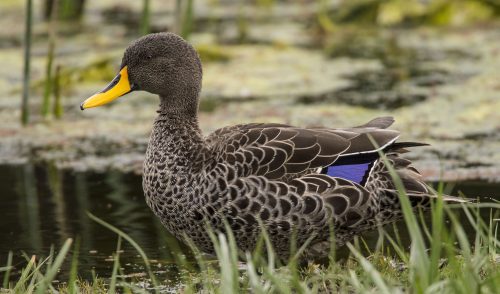 Yellow-billed Duck - Owen Deutsch Photography