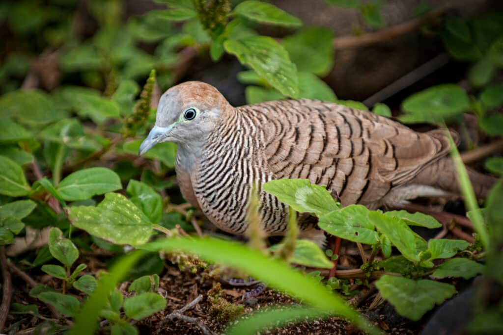 Zebra Dove - Owen Deutsch Photography