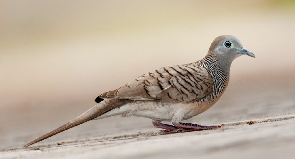 Zebra Dove - Owen Deutsch Photography