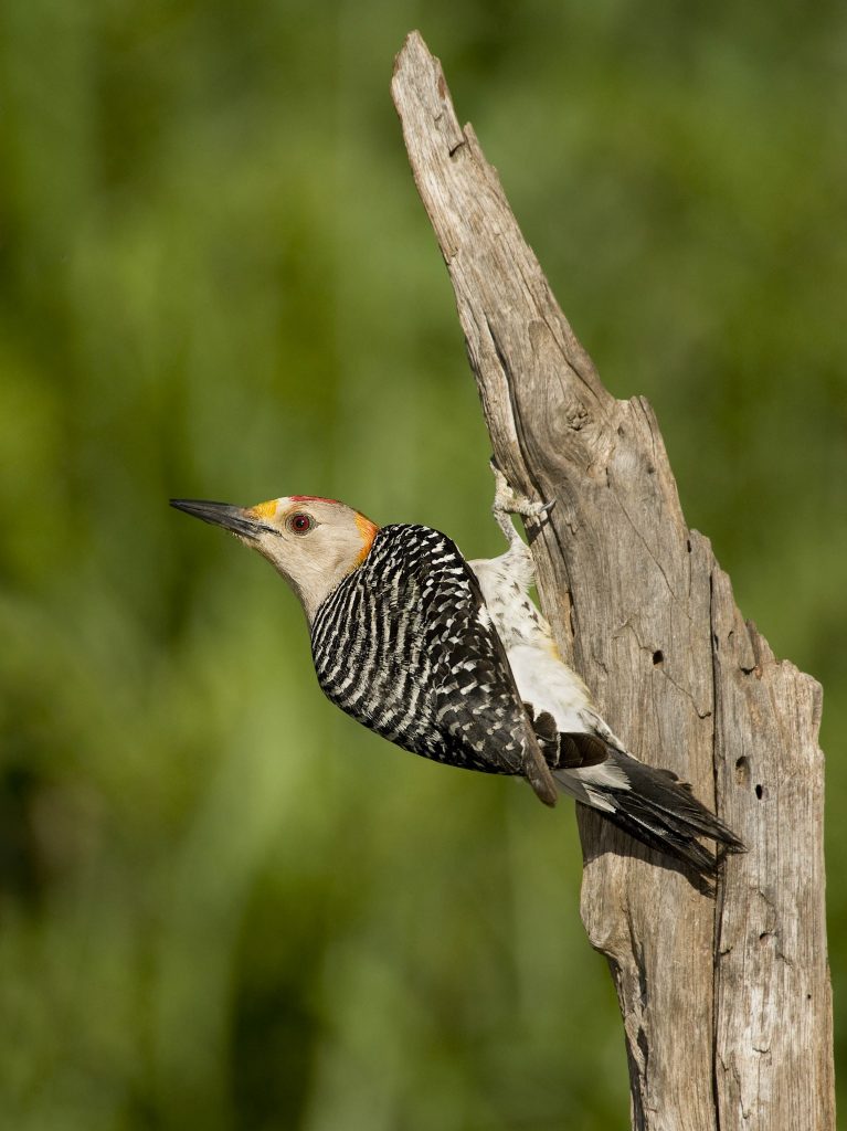 Golden-fronted Woodpecker - Owen Deutsch Photography