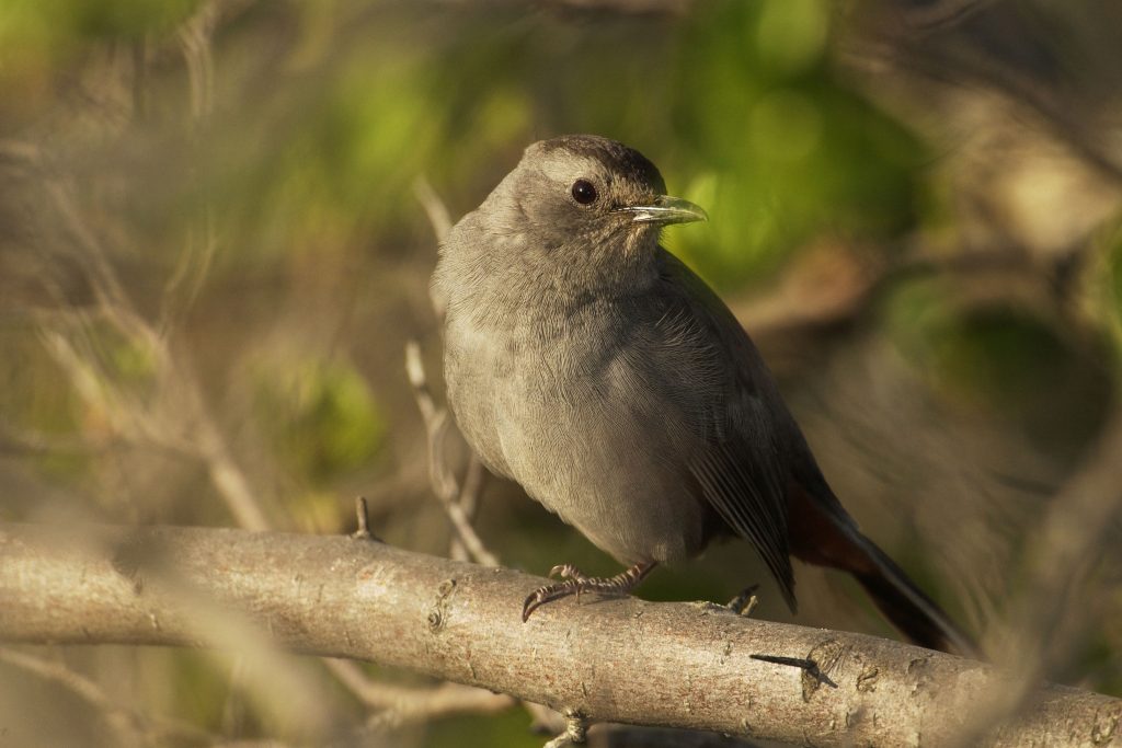 Grey Catbird - Owen Deutsch Photography