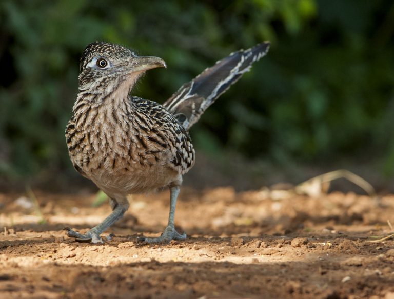 Greater Roadrunner - Owen Deutsch Photography