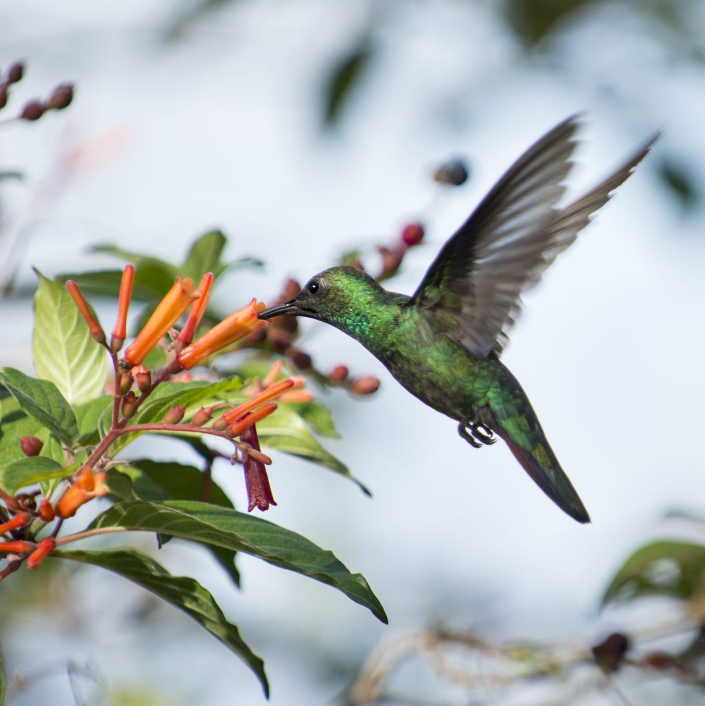 Green-breasted Mango - Owen Deutsch Photography