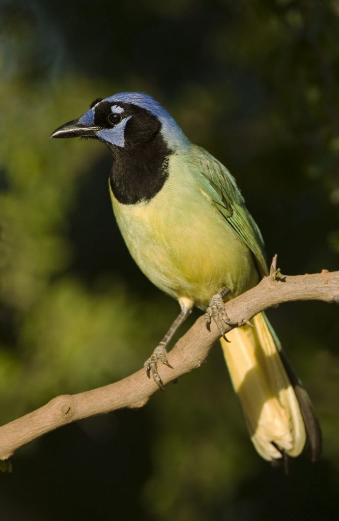 Green Jay - Owen Deutsch Photography