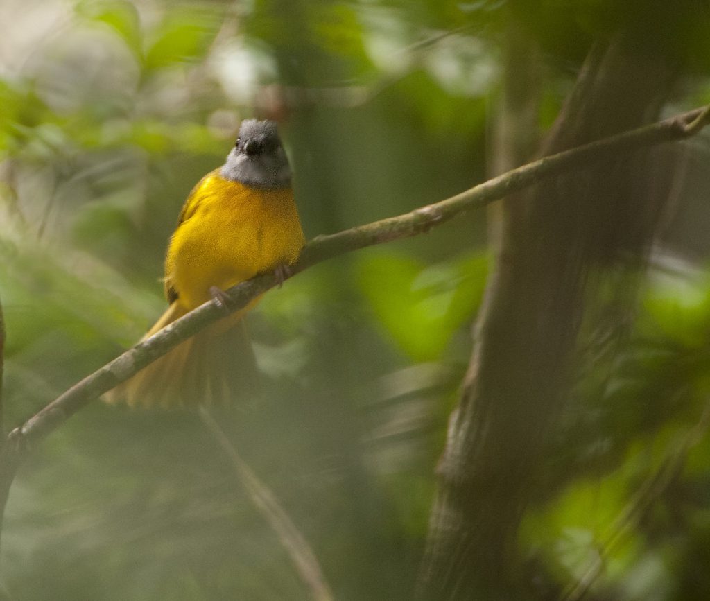 Grey-headed Tanager - Owen Deutsch Photography
