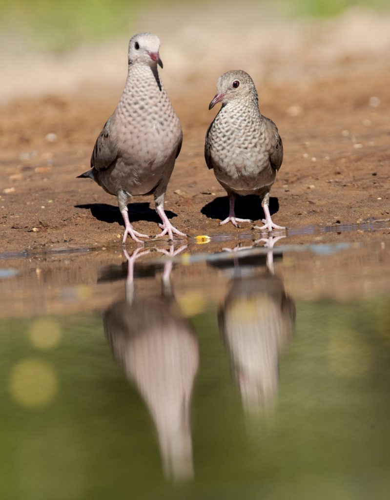 Common Ground Dove - Owen Deutsch Photography
