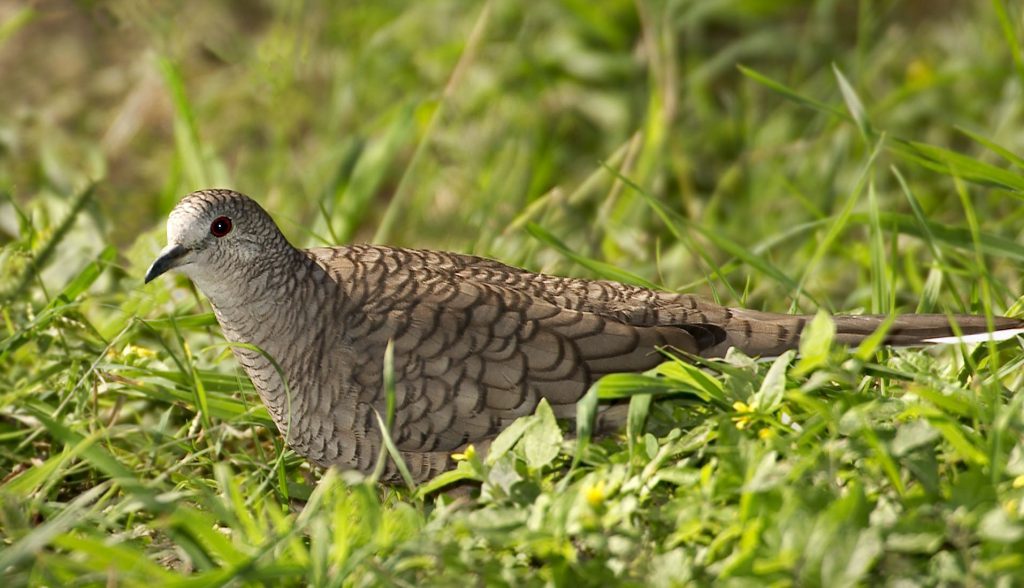 Inca Dove - Owen Deutsch Photography
