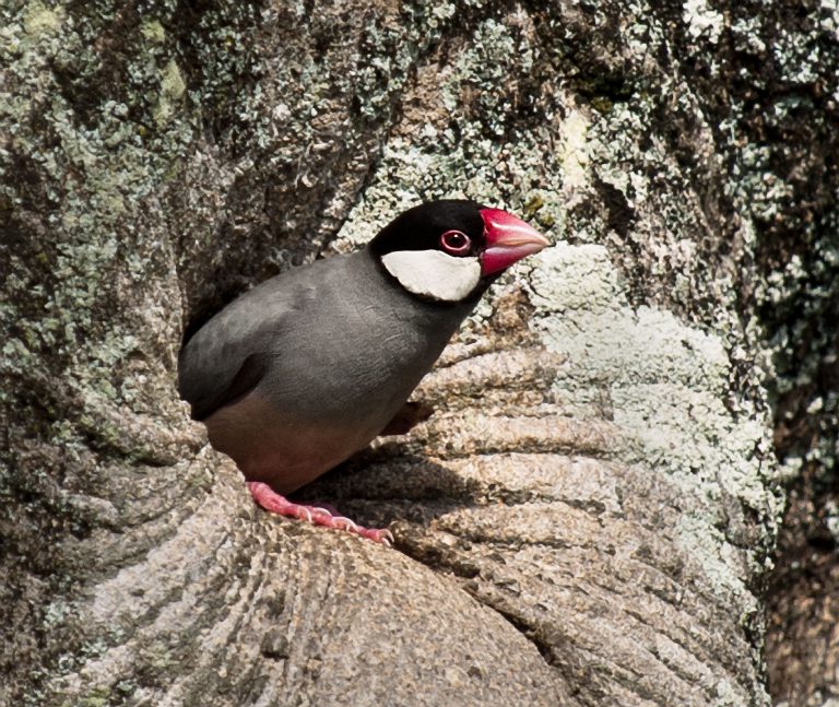 Java Sparrow - Owen Deutsch Photography