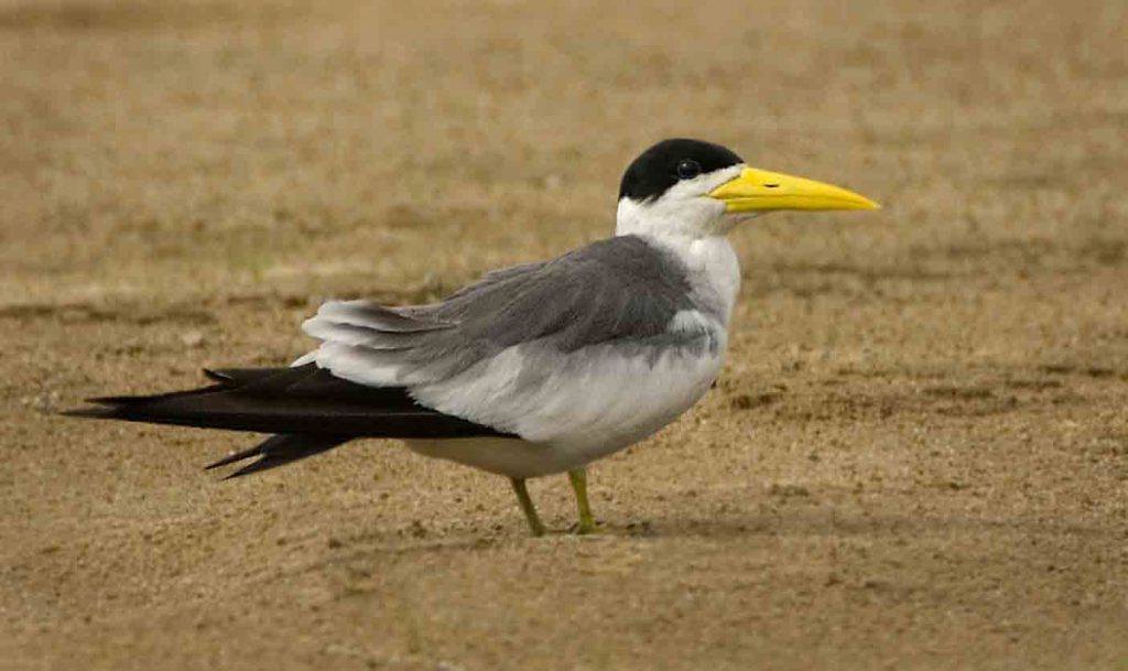 Large-billed Tern - Owen Deutsch Photography