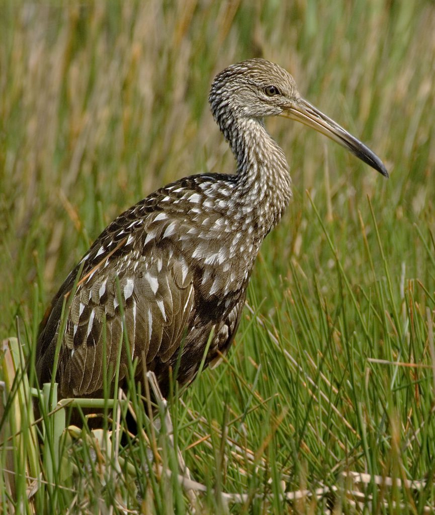 Limpkin - Owen Deutsch Photography