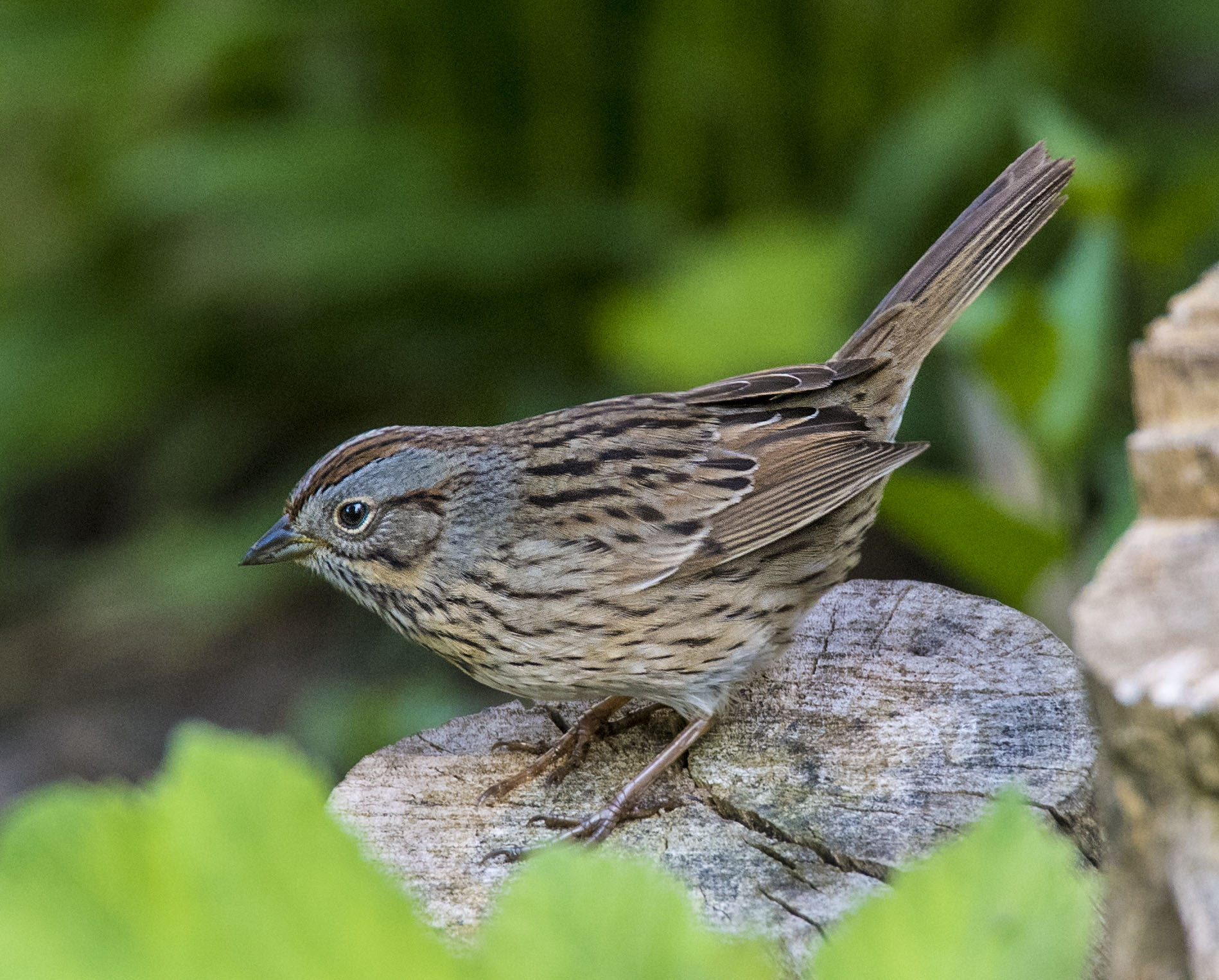 Lincoln's Sparrow - Owen Deutsch Photography