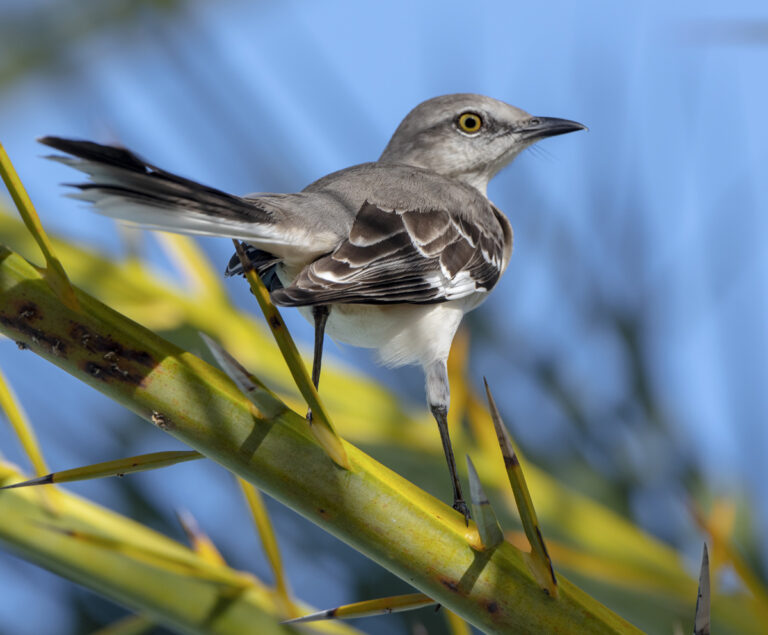 Northern Mockingbird - Owen Deutsch Photography