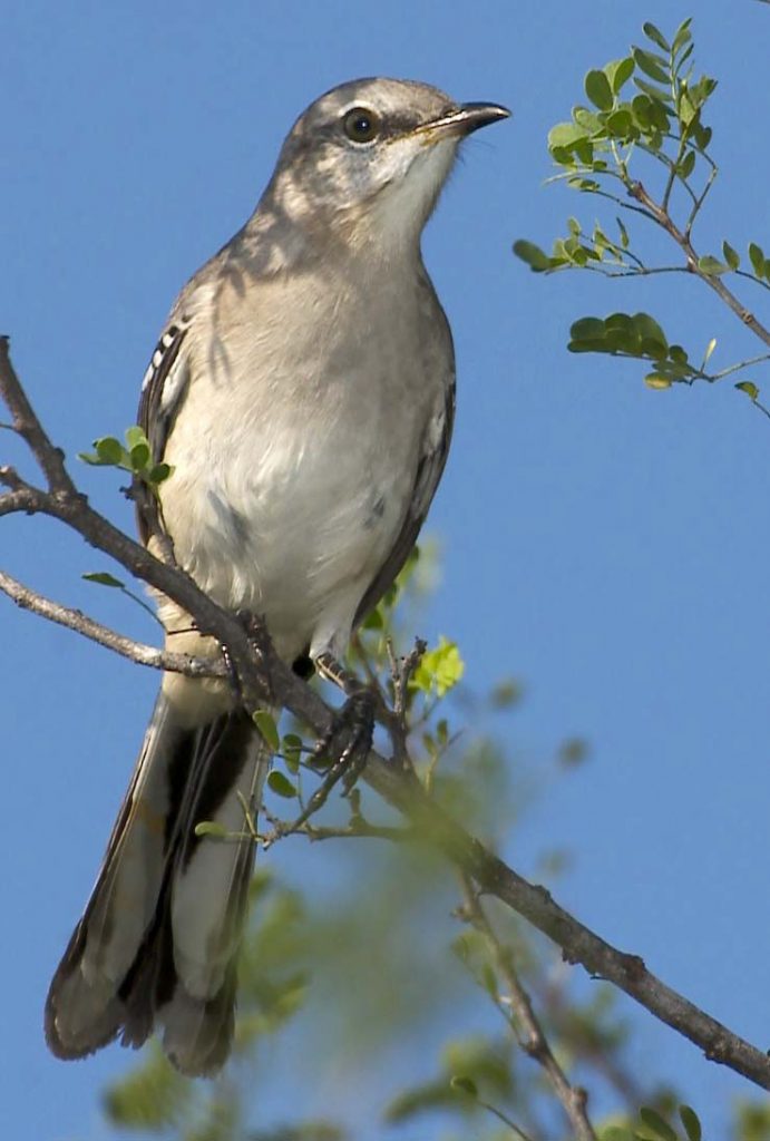 Northern Mockingbird - Owen Deutsch Photography