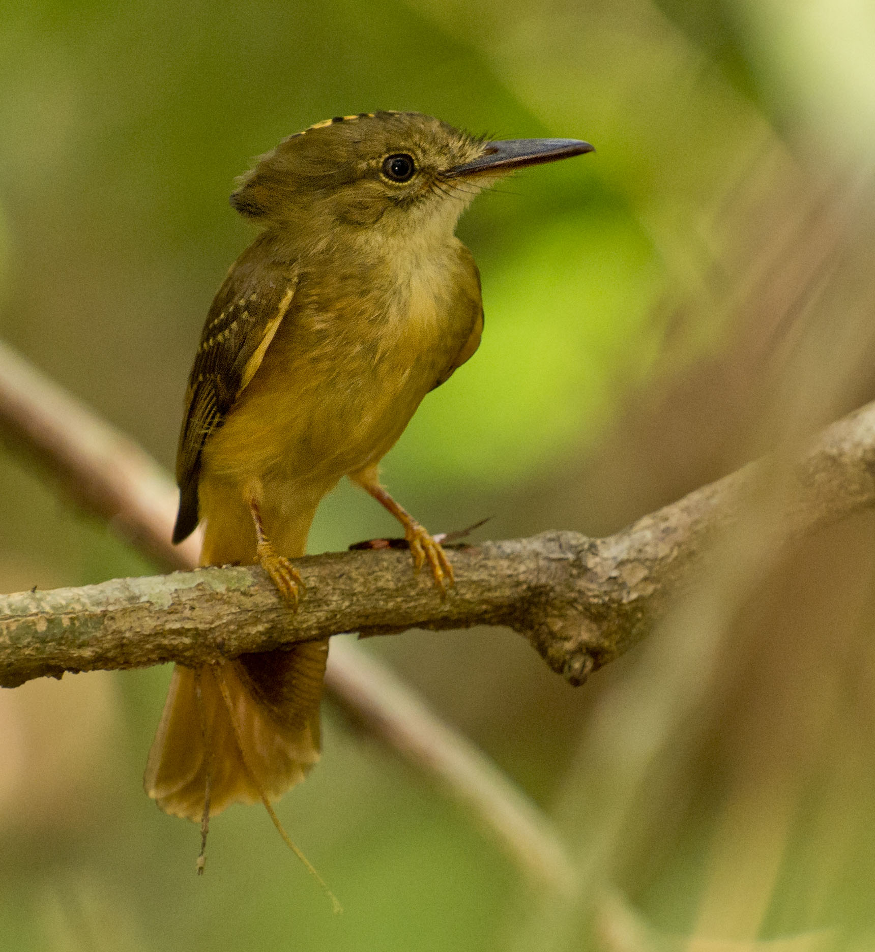 Northern Royal Flycatcher - Owen Deutsch Photography