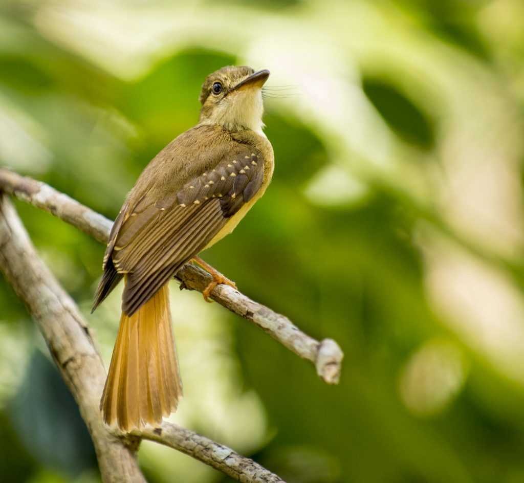Northern Royal Flycatcher - Owen Deutsch Photography