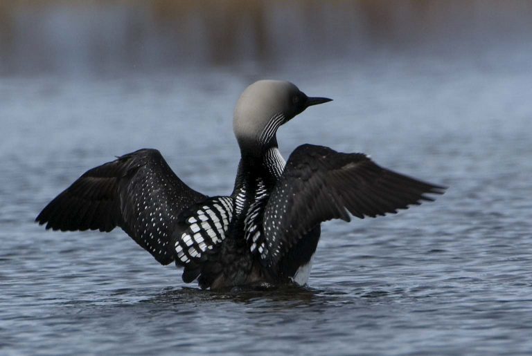 Pacific Loon - Owen Deutsch Photography