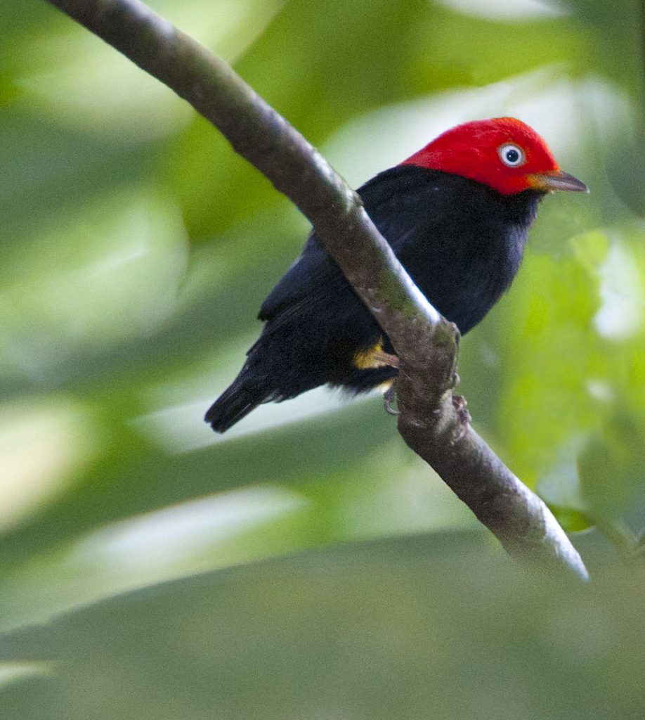 Red-capped Manakin - Owen Deutsch Photography