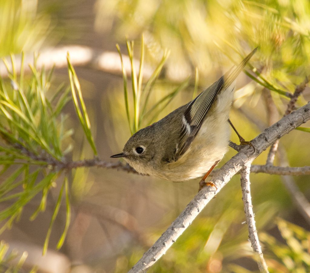Ruby-crowned Kinglet - Owen Deutsch Photography
