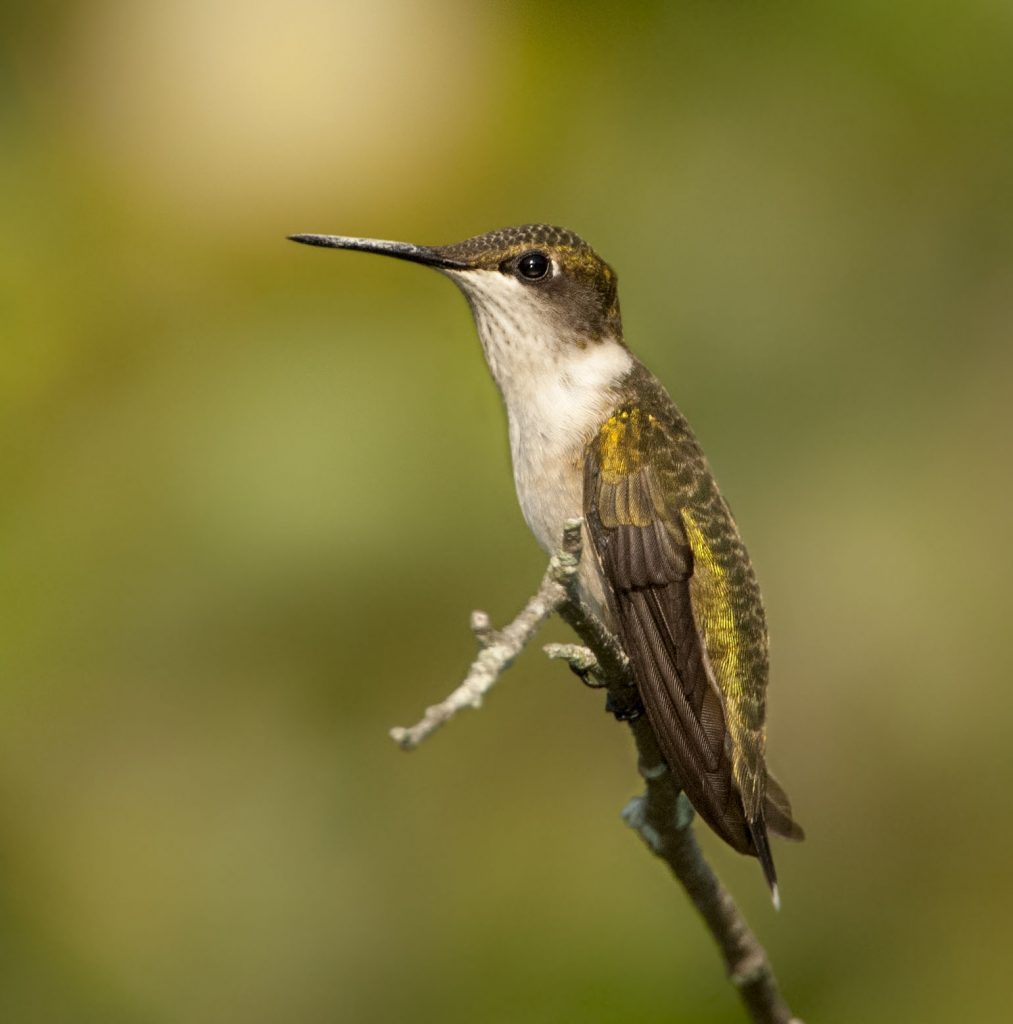 Ruby-Throated Hummingbird - Owen Deutsch Photography