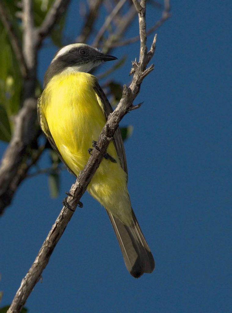 Social Flycatcher - Owen Deutsch Photography