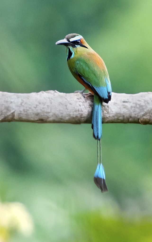Turquoise-browed Motmot - Owen Deutsch Photography