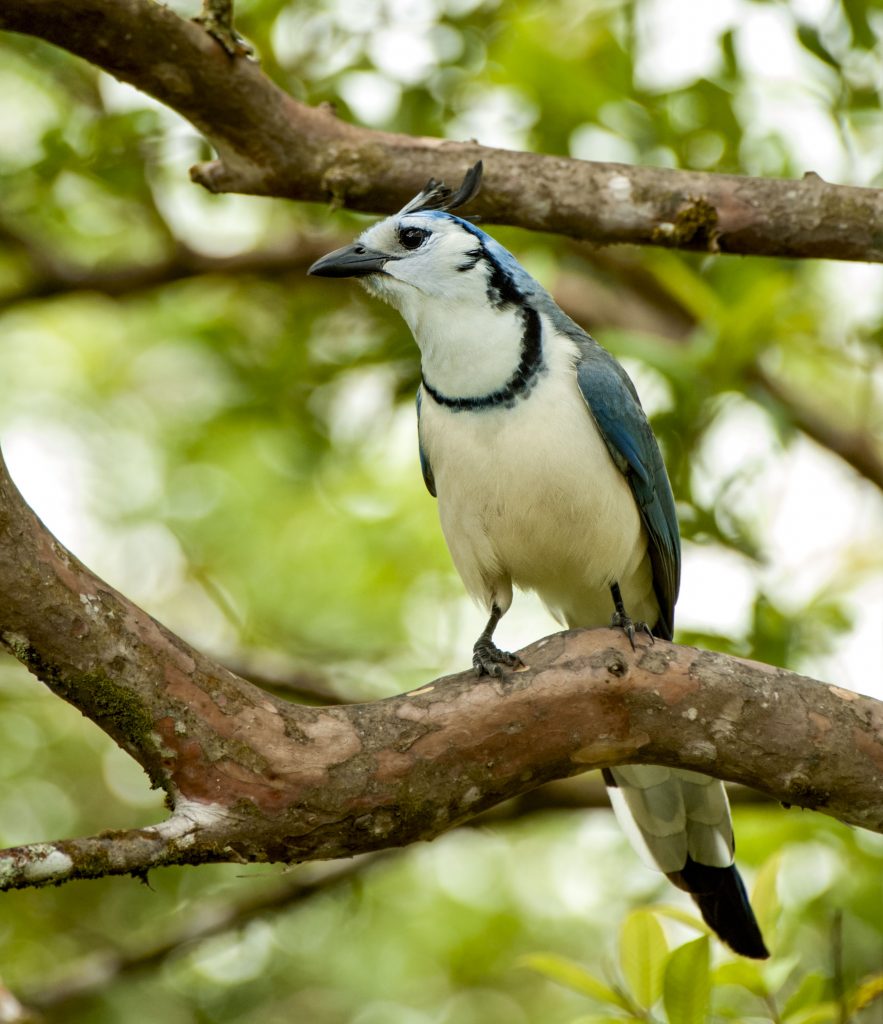White-throated Magpie-Jay - Owen Deutsch Photography