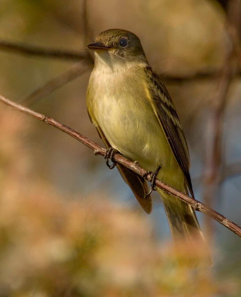 Yellow-bellied Flycatcher - Owen Deutsch Photography