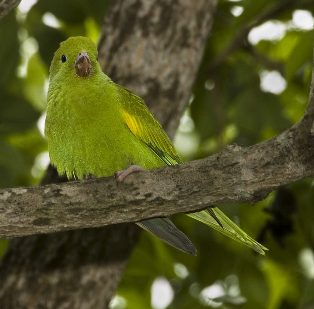 Yellow-chevroned Parakeet - Owen Deutsch Photography