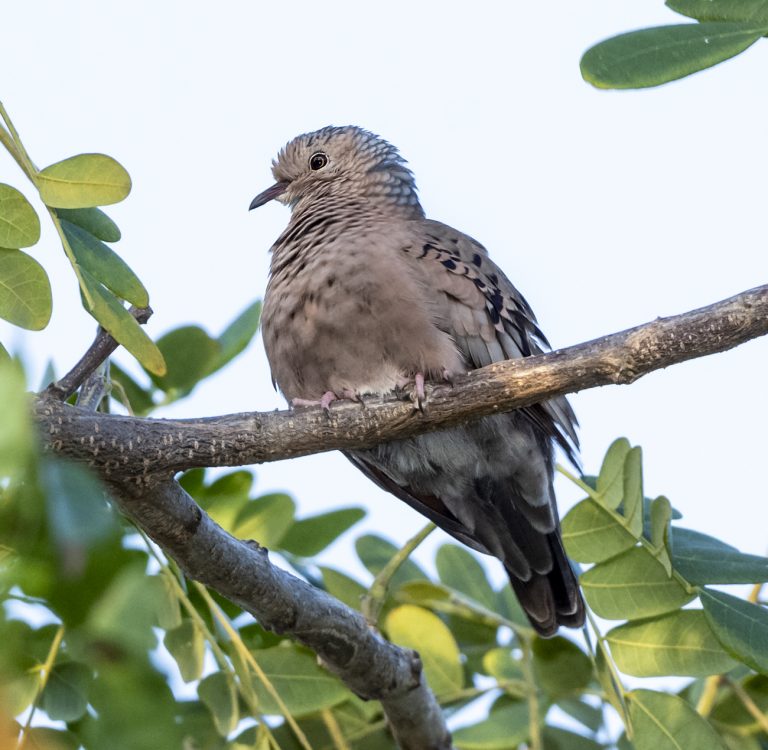 Common Ground Dove - Owen Deutsch Photography