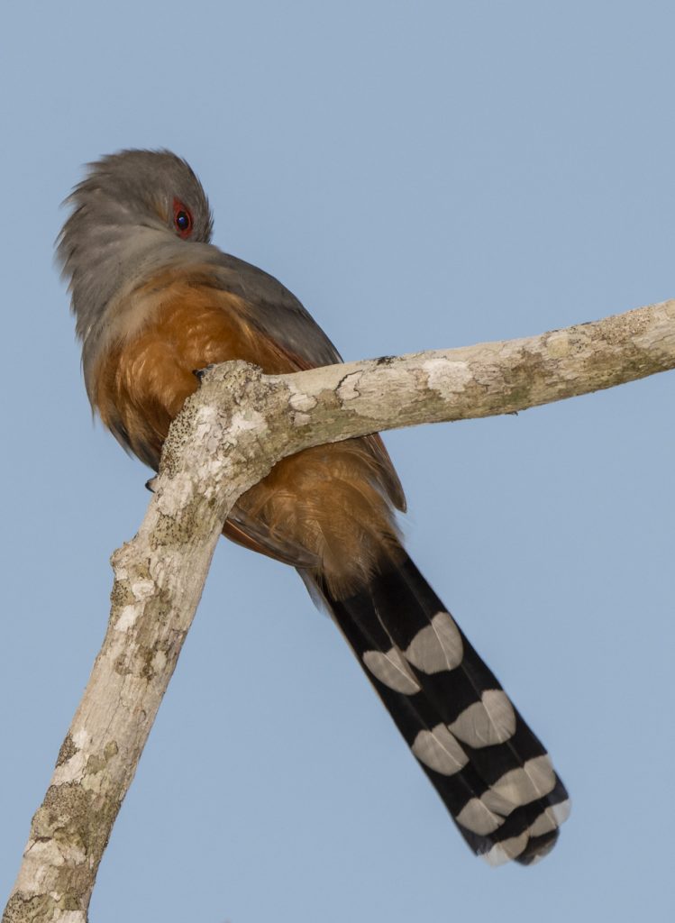 Hispaniolan Lizard Cuckoo - Owen Deutsch Photography