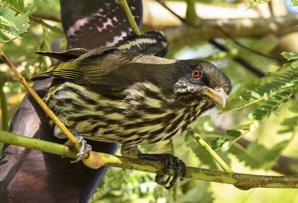 Palmchat - Owen Deutsch Photography
