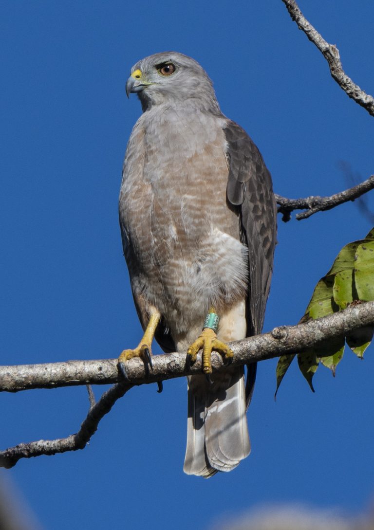 Ridgway's Hawk - Owen Deutsch Photography