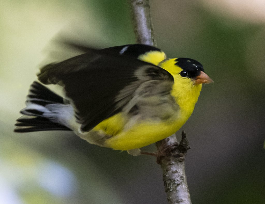 American Goldfinch | Flying Bird | Nature Photographer