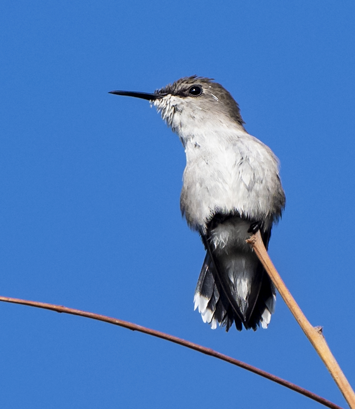Vervain Hummingbird - Owen Deutsch Photography
