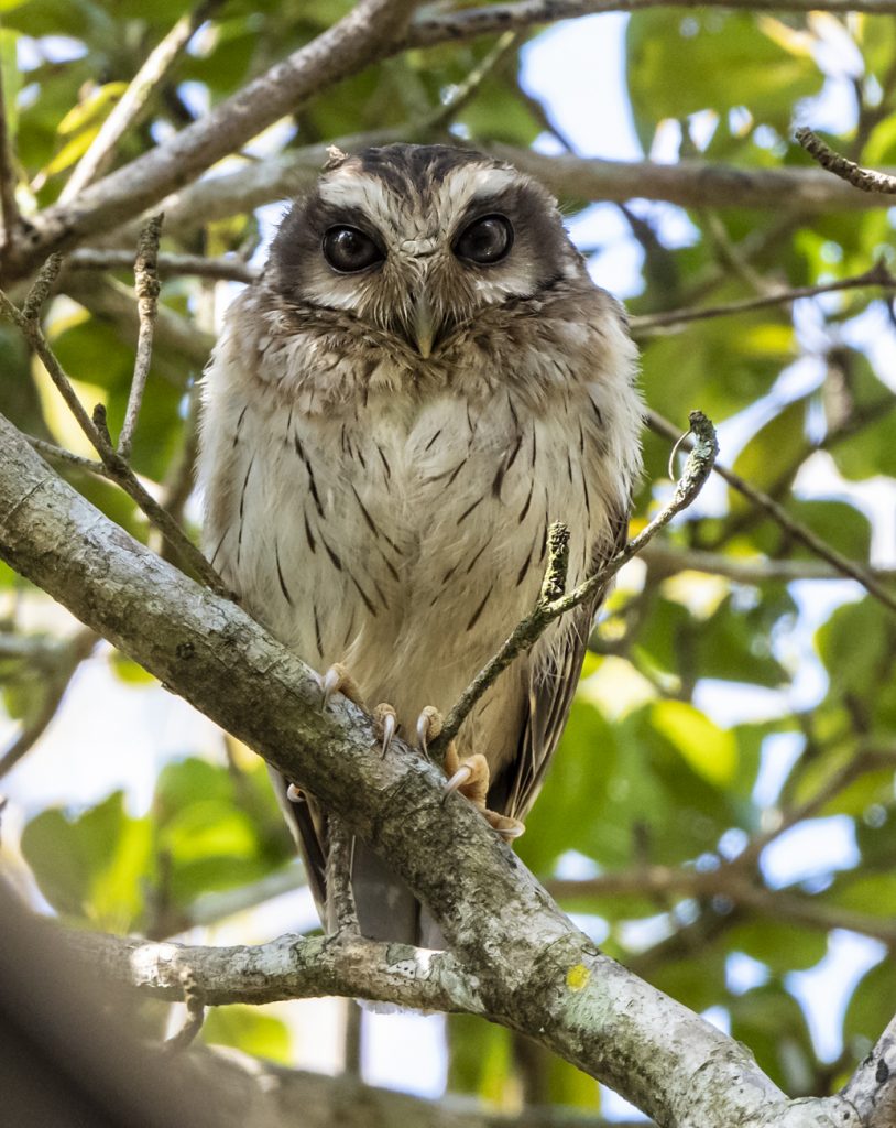 Bare-legged Owl | Types of Owls | Owen Deutsch Photography