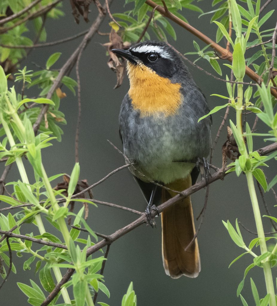 Cape Robin-chat - Owen Deutsch Photography