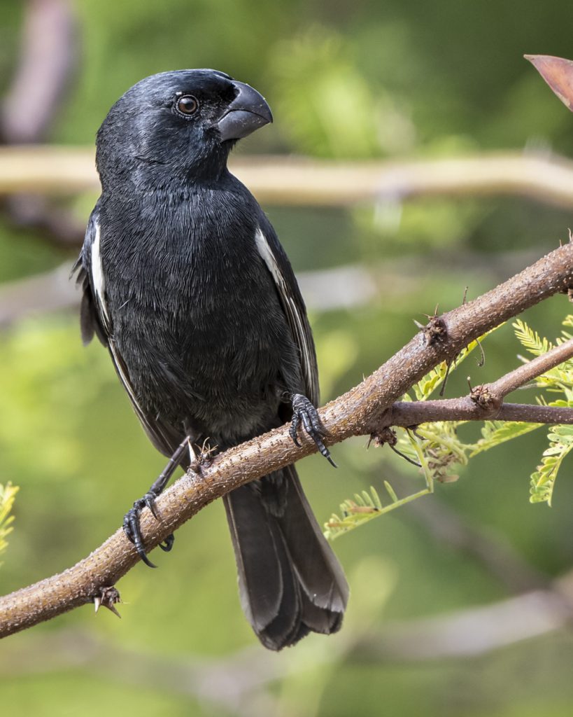 Cuban Bullfinch | Birding | Nature Photography