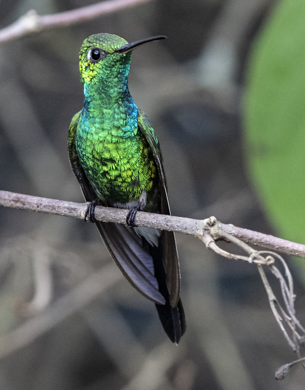 Cuban Emerald | Colorful Bird | Owen Deutsch Photography